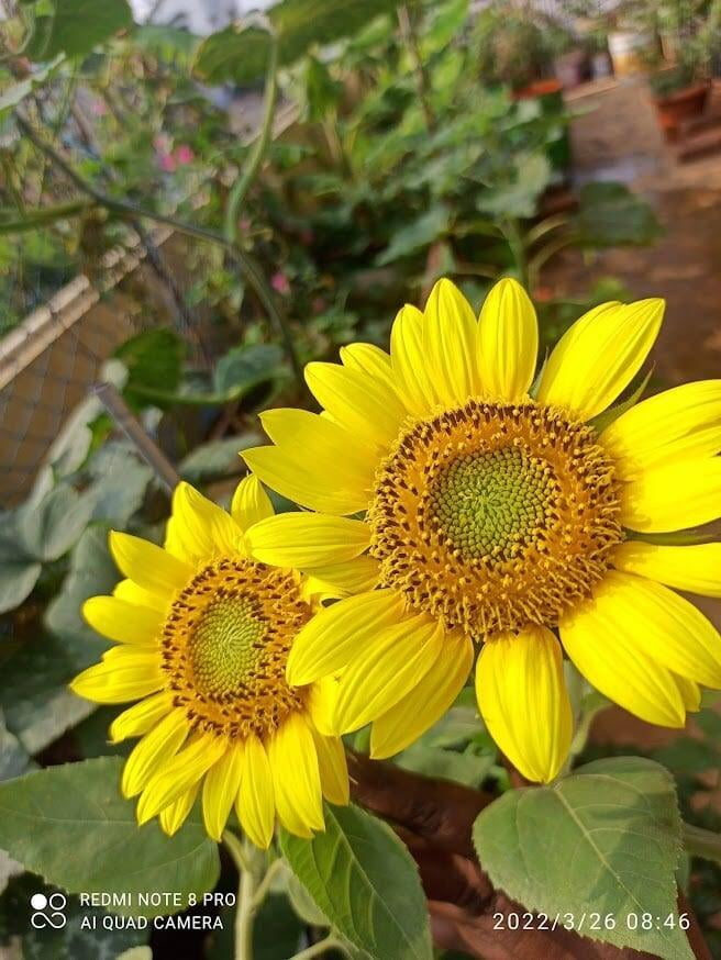 Ulavar Anand | Native Seed | Grow Bags | Grocery | Millets