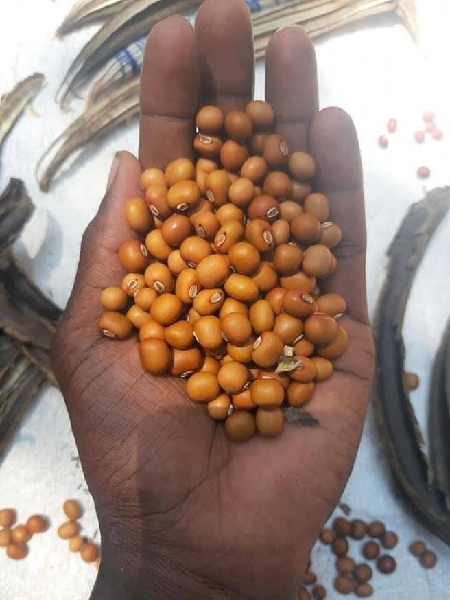 Ulavar Anand | Native Seed | Grow Bags | Grocery | Millets