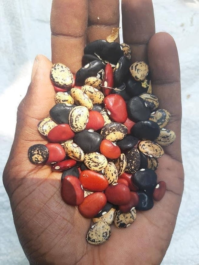 Ulavar Anand | Native Seed | Grow Bags | Grocery | Millets