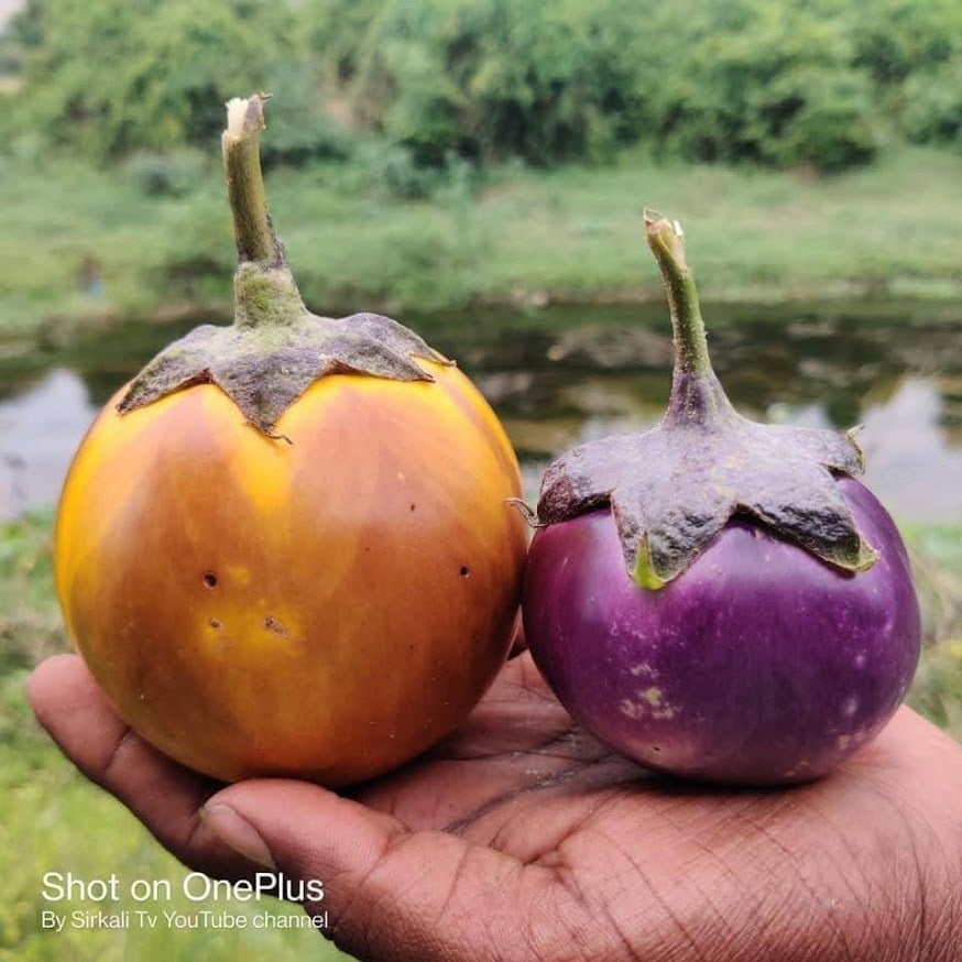 Ulavar Anand | Native Seed | Grow Bags | Grocery | Millets