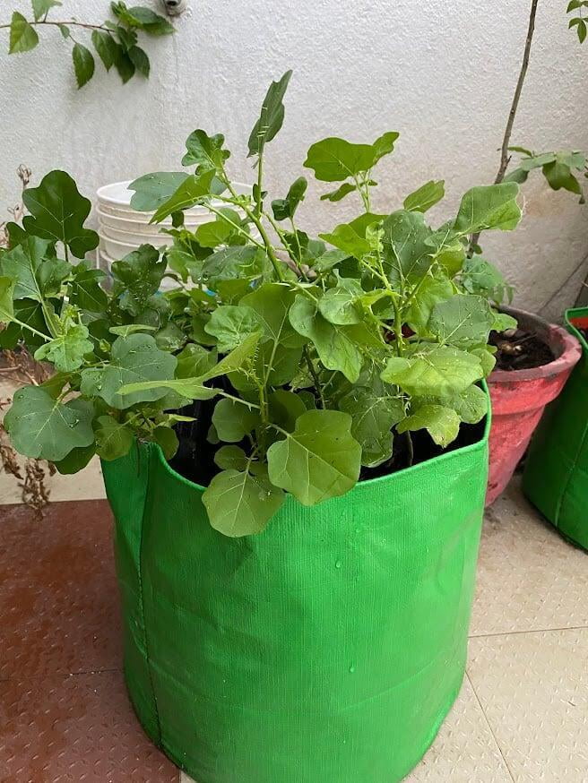 Ulavar Anand | Native Seed | Grow Bags | Grocery | Millets