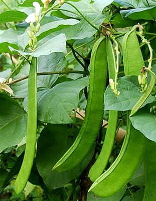Avarai Beans Seeds