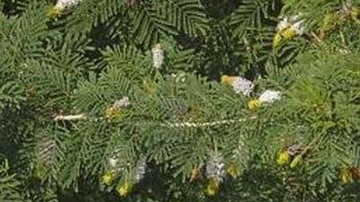 Foresty Tree Seeds
