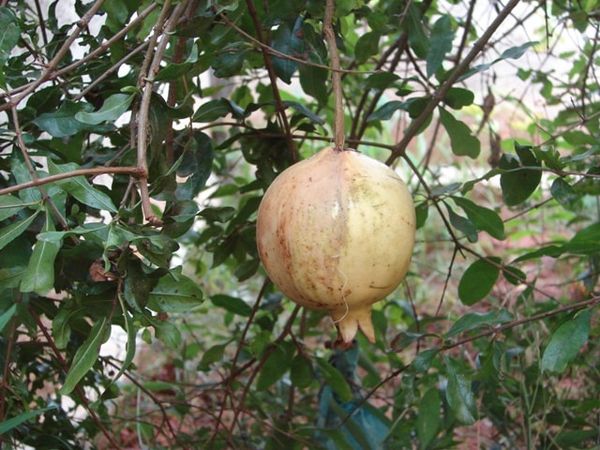 MATHULAI | மாதுளை