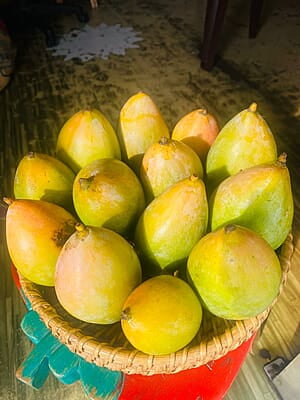 Organic Mango KolliHills Ulavar Anand