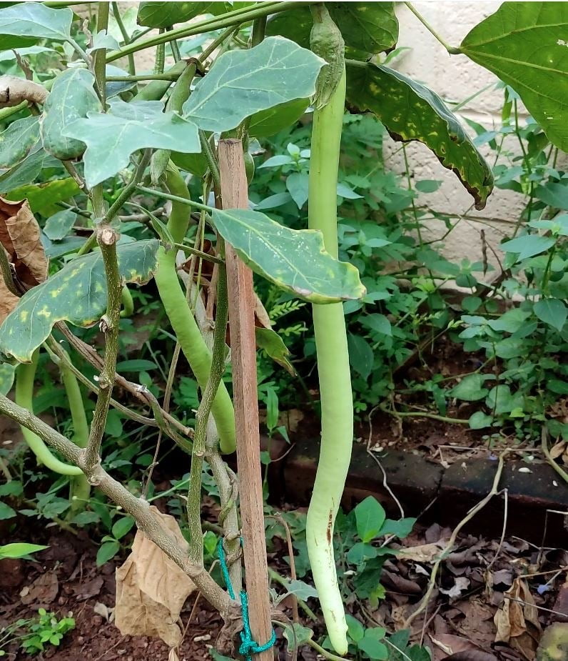 Snake Brinjal ( thottam Siva)