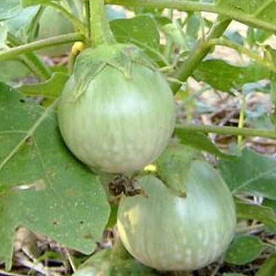 Brinjal Seeds