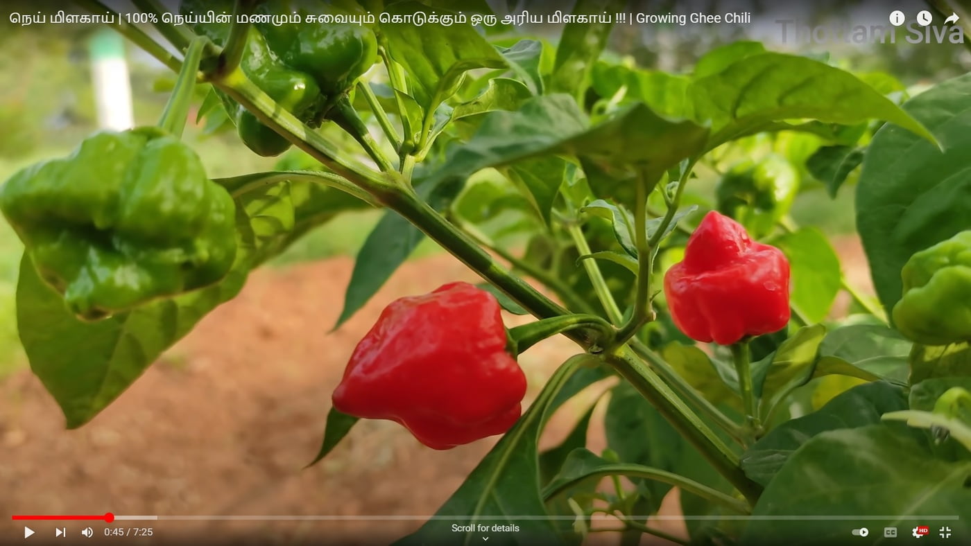 thottam Siva Ghee Chilli Seeds