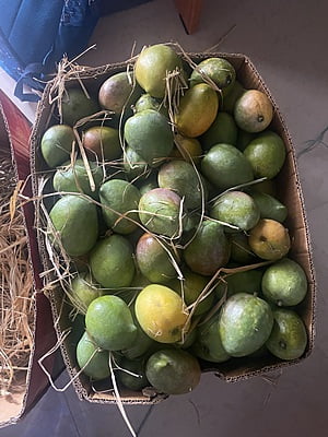 Organic Mango KolliHills Ulavar Anand