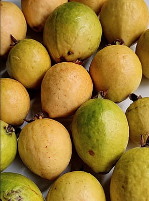 Foresty Tree Seeds