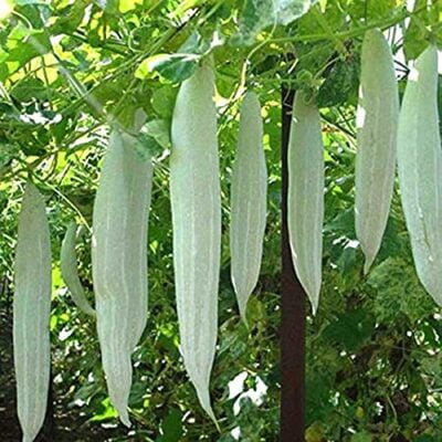 Ulavar Anand | Native Seed | Grow Bags | Grocery | Millets