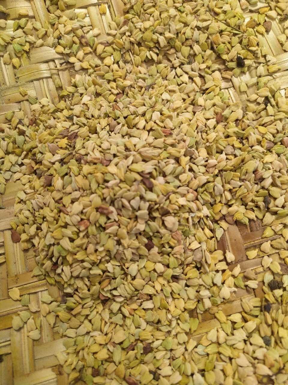 Avuri Tree Seed | அவுரி மர விதை