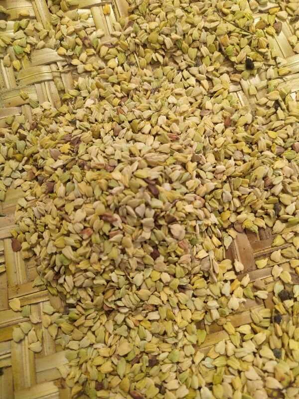 Avuri Tree Seed | அவுரி மர விதை