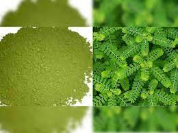 Keezhanelli (Phyllanthus Niruri) | 50G | Intake (கீழாநெல்லி பொடி | 50 G)