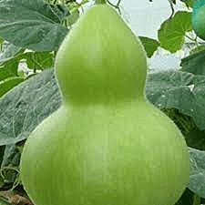 Bottle Gourd Seeds