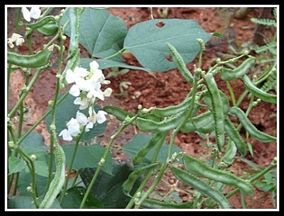 Avarai Beans Seeds