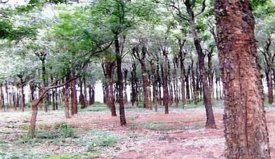 Semmaram | Rose Wood | செம்மரம்