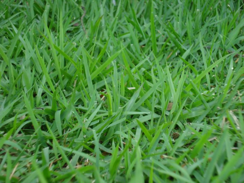 Arugam Pul Powder | 50 Grams | Intake (அருகம் புள் பொடி | 50G