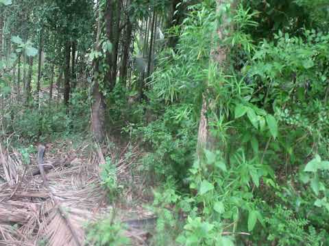 Etti Maram | Spear tree | ஈட்டி மரம்