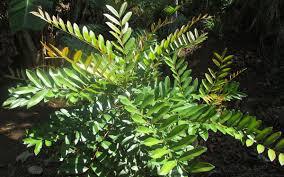 Sorgam Maram | Paradise Tree | சொர்கம் மரம்