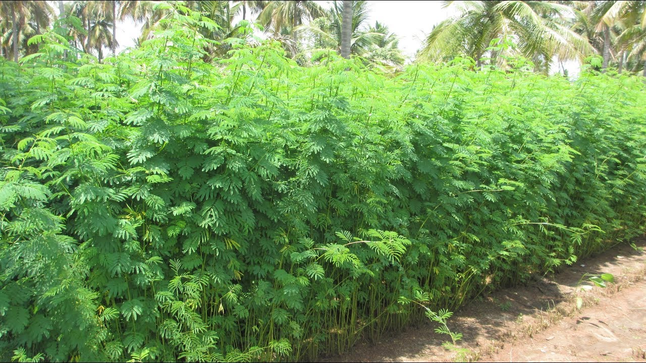 Subabul Tree | சூபாபுல் மரம்