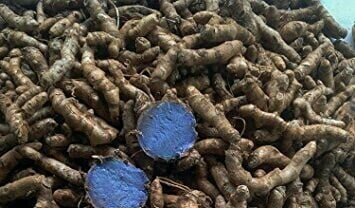 Karu Manjal Seed - Black Turmeric கரு மஞ்சள்