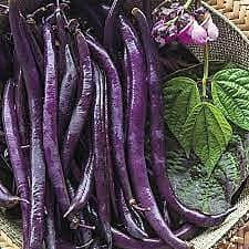 Avarai Beans Seeds