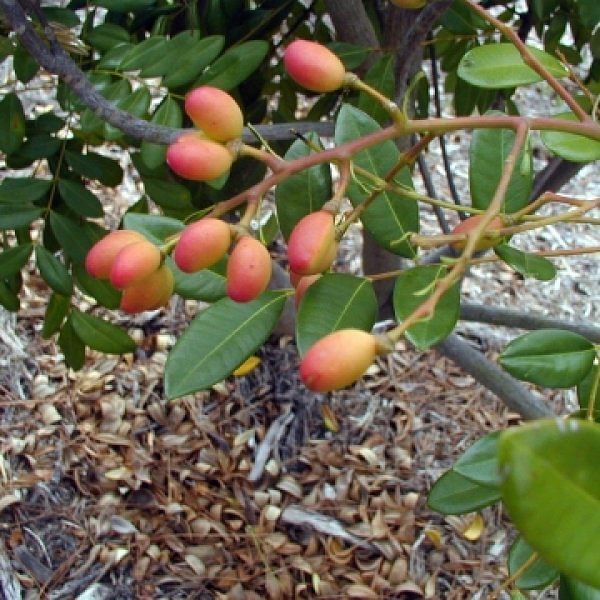 Sorgam Maram | Paradise Tree | சொர்கம் மரம்