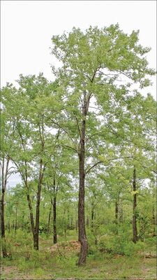 Ulavar Anand | Native Seed | Grow Bags | Grocery | Millets